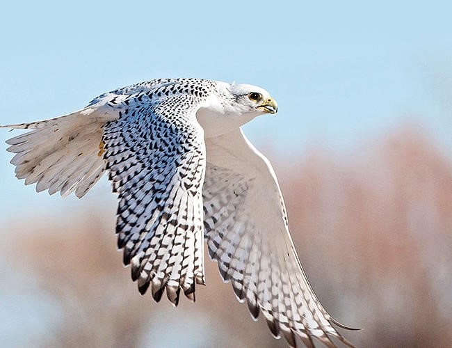 Falcon class – Year 6